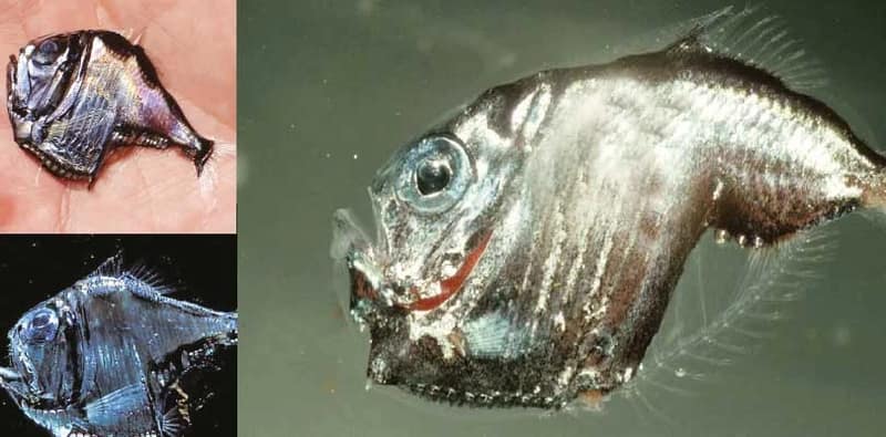 Fish wearing light clothes - Bartaman Patrika